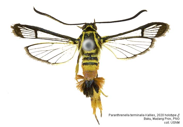 Papua Insects Foundation (Lepidoptera/Sesiidae)